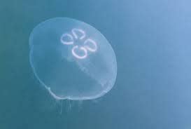 Jellyfish 3 Object Detection Dataset And Pre Trained Model By Jellyfishws