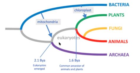 Multicellularity Embryogenesis Transport In Plants Lectures Flashcards Quizlet