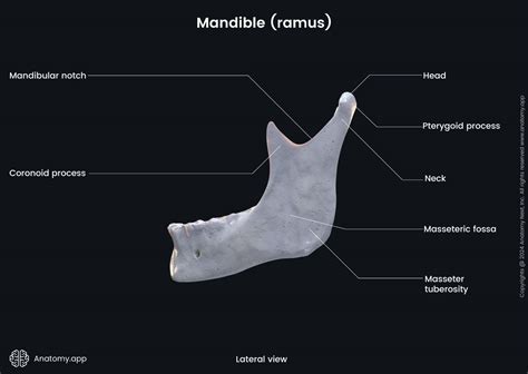 Ramus Of Mandible Anatomyapp