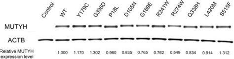 Western Blot Analyses Of 10 Representative Mutyh Variants A Flag Download Scientific Diagram