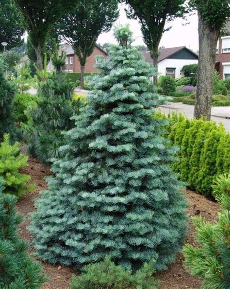 Виды елей фото и названия