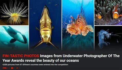 Spectacular Underwater Images Underwater Images Animals Wonders