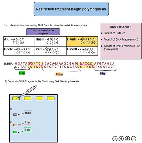 What Is The Difference Between Type 1 2 And 3 Restriction Endonuclease