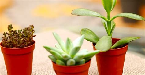 Які кімнатні рослини не можна ставити на одному підвіконні Читайте на Ukr Net