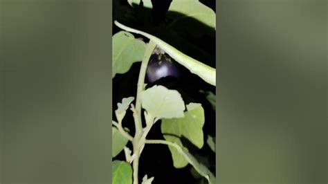 কালার ফুল বেগুন Greenbengal Krishi Shorts Youtube