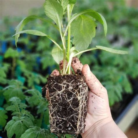 Growing Dahlias From Seed Bootstrap Farmer