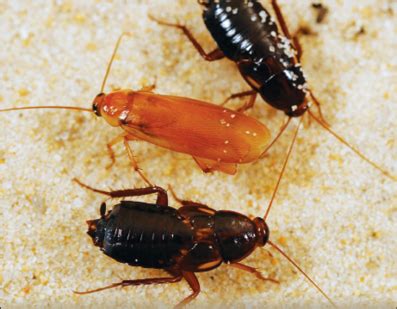 The Invasive Turkestan Cockroach Pest Control Technology