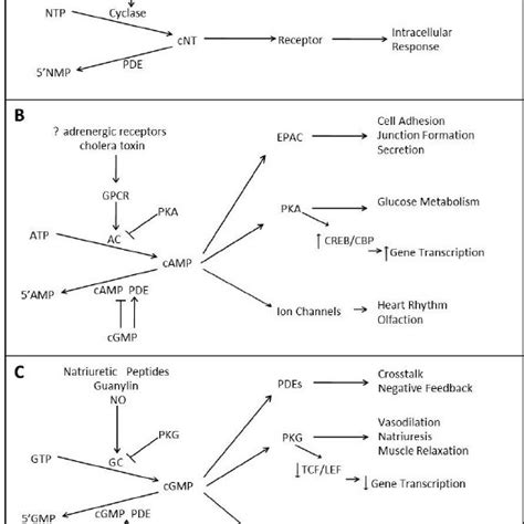 Generalized Illustrations Of Cyclic Nucleotide Signaling A Camp Download Scientific