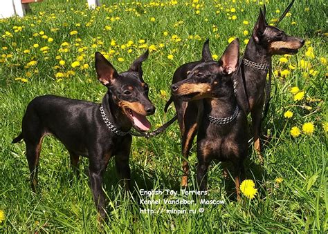 цвергпинчеранглийский той терьер Vandebor English Toy Terrier Вандебор Щенки цвергПИНЧЕРА