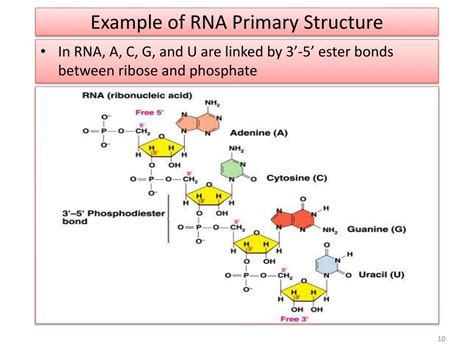 Ppt Nucleic Acids Powerpoint Presentation Free Download Id 2027298