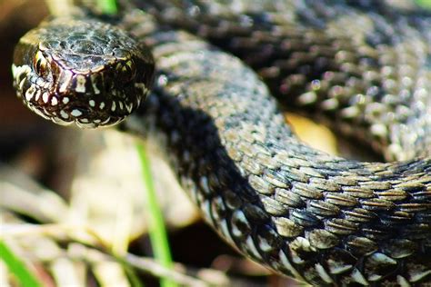 Самая Ядовитая Змея В России Фото —