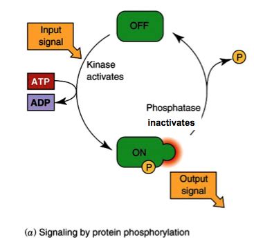 Signal Transduction Flashcards Quizlet