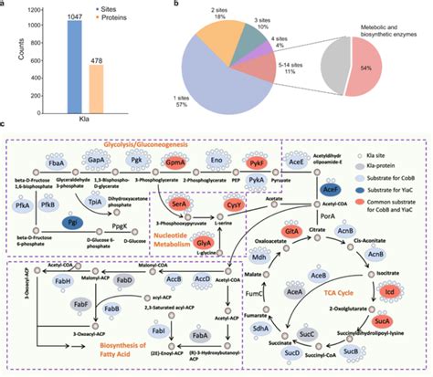 Nat Comm 张锴 许丽艳团队首次报道原核生物中乳酸化修饰调控因子 知乎