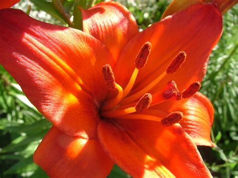 Lily Free Photo Download Freeimages
