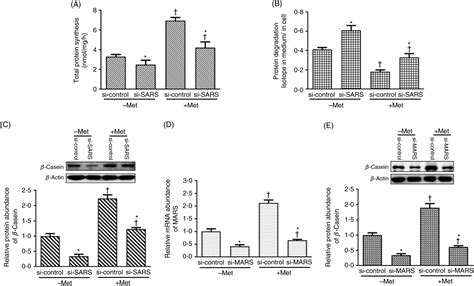 Seryl Trna Synthetase Is Involved In Methionine Stimulation Of β Casein