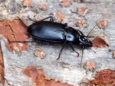 Bugs That Look Like Cockroaches