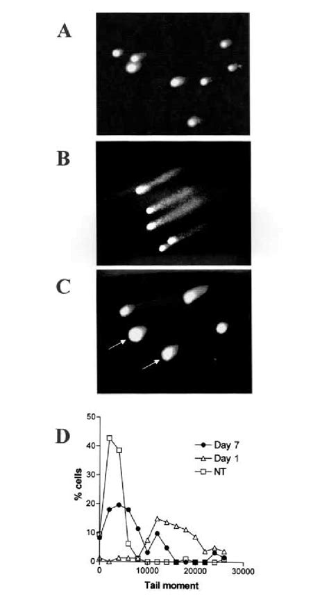 Detection Of Dna Strand Breaks By Comet Assay In Namalwa Cells 1 Or 7 Download Scientific