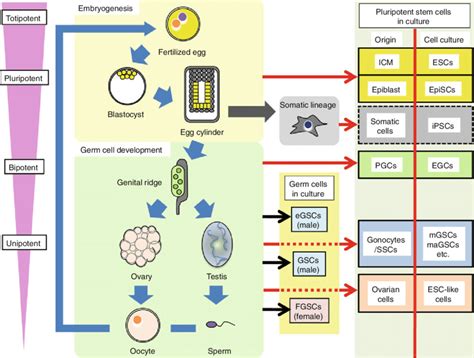 Overview Of Mammalian Germline Development And Resulting Pluripotent