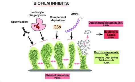 Composition And Function Of Staphylococcus Epidermidis Biofilms In Download Scientific