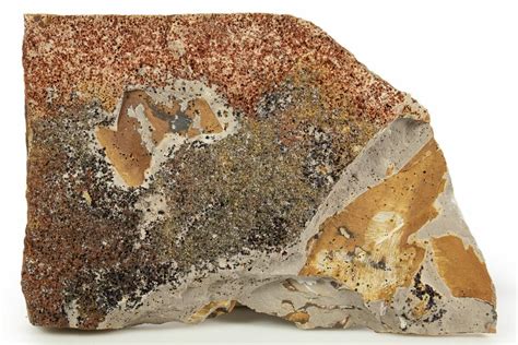5 9 Fossil Seed Fern Glossopteris Plate Australia 321016 For