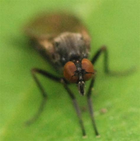 Balloon Fly Hilara Bugguidenet