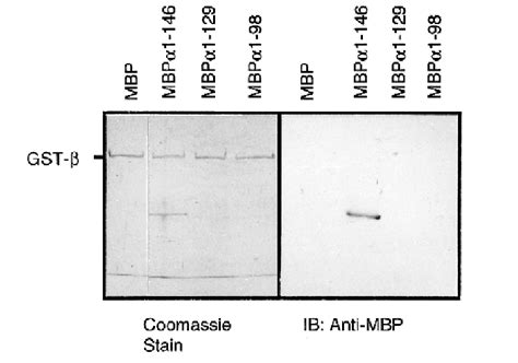 Mapping Of The β Catenin Binding Site In α Catenin Cterminal Truncated