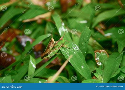 Grasshopper In Green Grass Stock Image Image Of Green 212752367