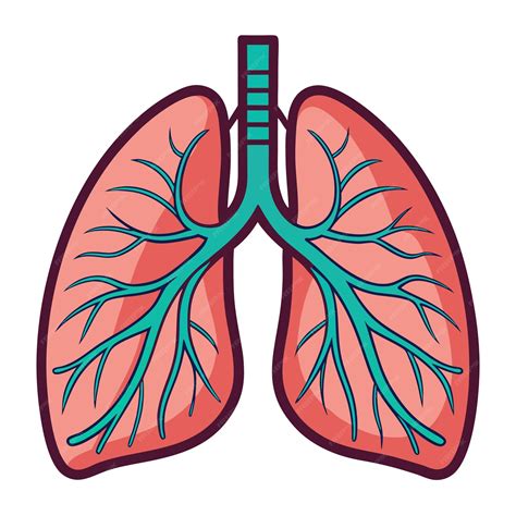 Human Lung Anatomy Clipart Vector Art And Illustration Premium Ai