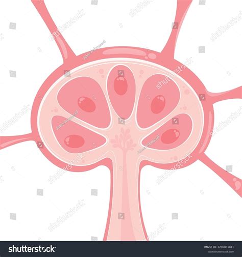 Lymph Node Vector Illustration Presentation Template Stock Vector Royalty Free 2296031041