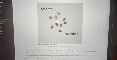 Solved Record The Genotypes And Phenotypes Of The Seeds