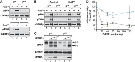 The 3UTR Inhibits Ras Induced Post Translational Modifications And