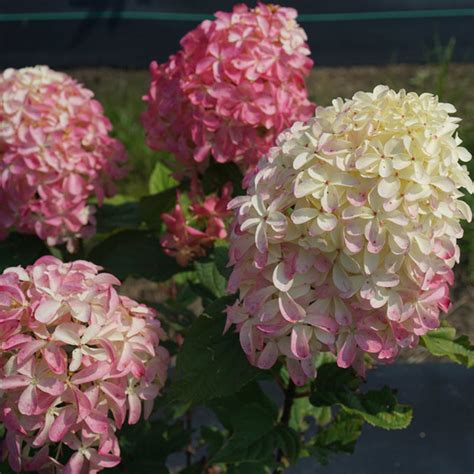 Quick Fire Fab® Hydrangea Plant Addicts