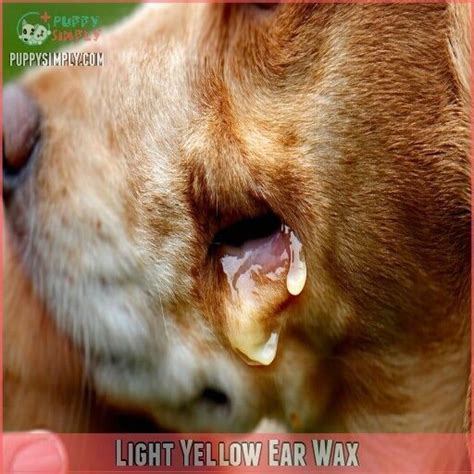 Dog Ear Wax Colors What Different Colors Mean Warning Signs To