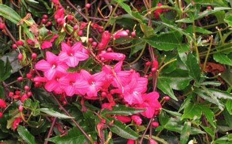 Ipomoea Horsfalliae Nome Popular Ipoméia Rubra Download Scientific Diagram