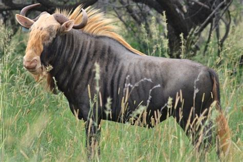 King Wildebeest With A Distinctive Blonde Mane And Striking Horns