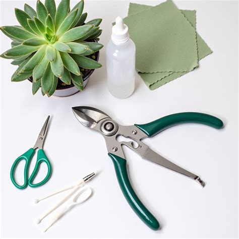 Master The Art Of Pruning Jade Plants Houseplant Alley