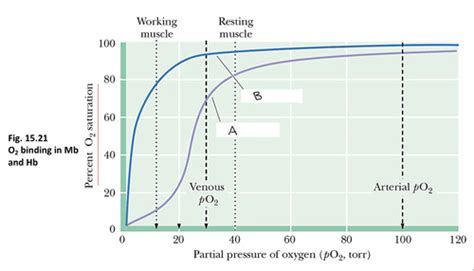 Hemoglobin Hemoglobin Hemoglobin Hb Hb Hb And Myoglobin Flashcards Quizlet