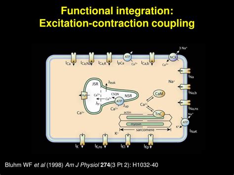 Ppt Thursday Monodomain Modeling In Cardiac Electrophysiology Powerpoint Presentation Id