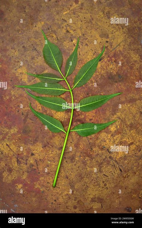 Single Fresh Green Leaf With Nine Leaflets Of Common Ash Or Fraxinus Excelsior Tree Lying On