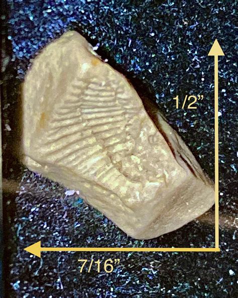 Help Id Found Central Illinois R Fossils