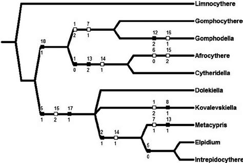 Cladistic Tree Resulting From The Analysis Of 19 Morphological