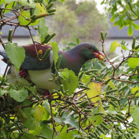 Gardening For Birdlife North Shore Wilds