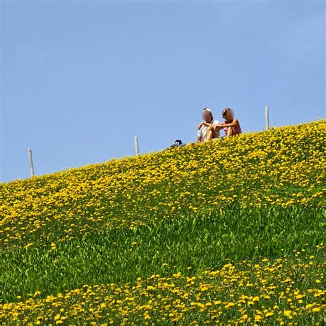 이탈리아 돌로미티 여행 세체다 케이블카 트레킹 야생화 날씨 네이버 블로그