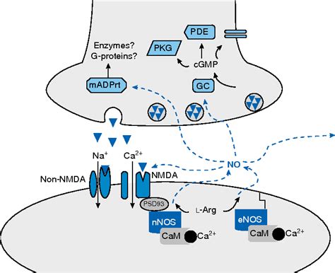 Figure 4 From Gases As Neurotransmitters Semantic Scholar
