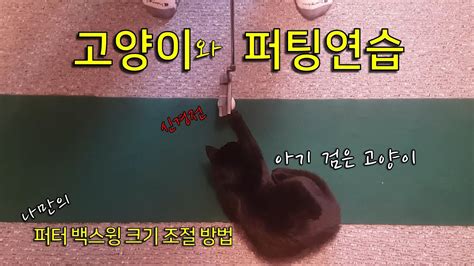 고양이와 퍼팅연습퍼터 백스윙 크기 조절 방법집에서 하는 골프연습 Youtube