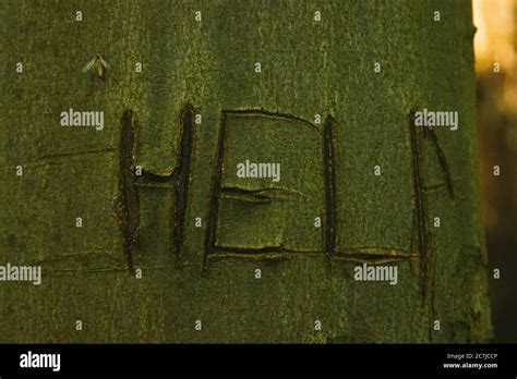 Tree Trunk Detail Help Stock Photo Alamy