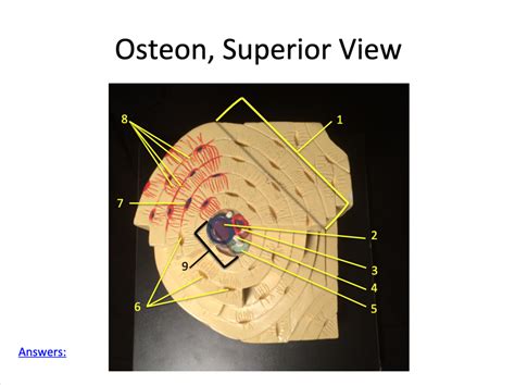 Osteon Superior View Interactive Powerpoint Diagram Quizlet