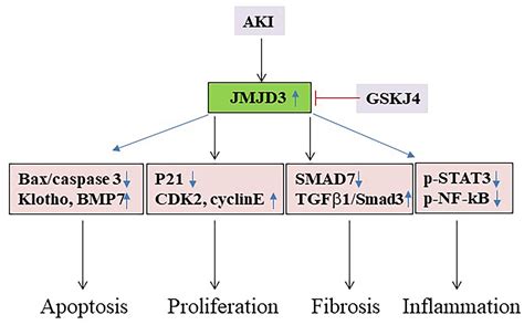 Jmjd3 Activation Contributes To Renal Protection And Regeneration