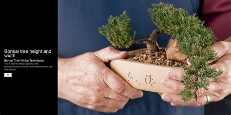 Bonsai Tree Height And Width