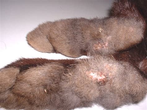 Pododermatitis Sore Hocks 01 In Rabbits Lapis Vetlexicon Pododermatitis Sore Hocks 01 In Rabbits Lapis Vetlexicon